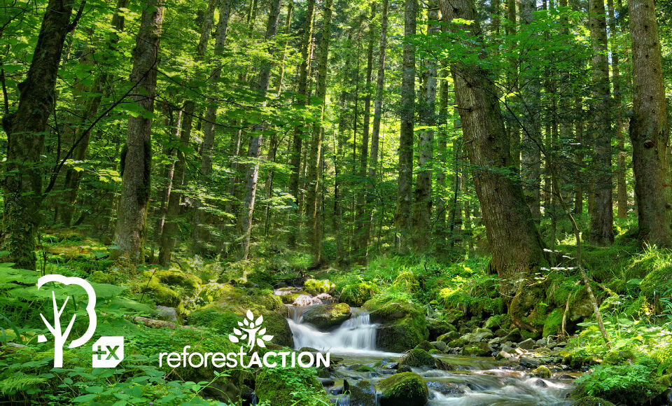 BPALC s'engage auprès de Reforest'Action | BPALC